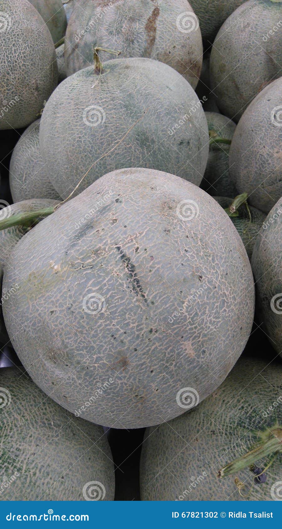 Melon stock photo. Image of city, market, melon, traditional - 67821302