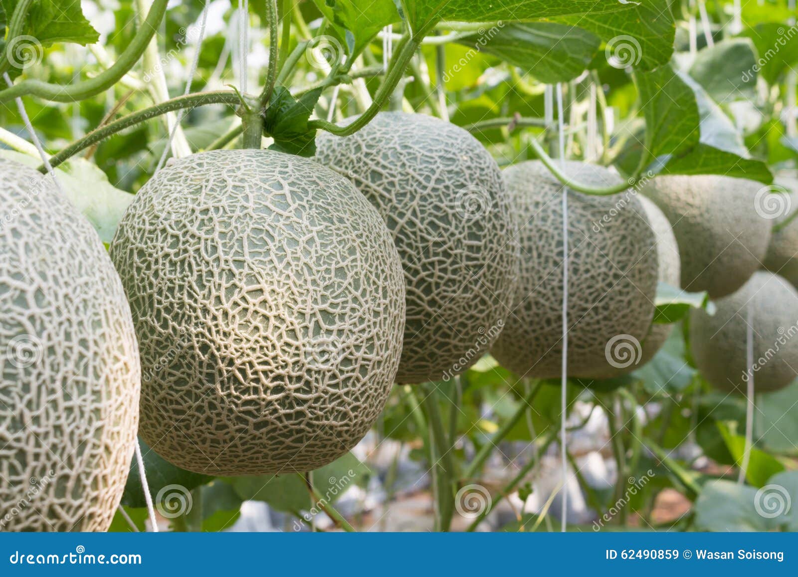 Melon Organic Produce from the Farm. Stock Image - Image of food, melon ...