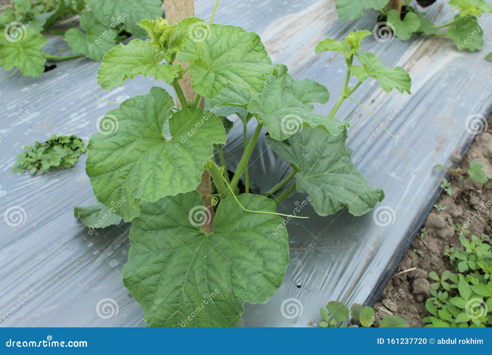 MELON PLANT stock photo. Image of tree, melon, outdoor - 161237720