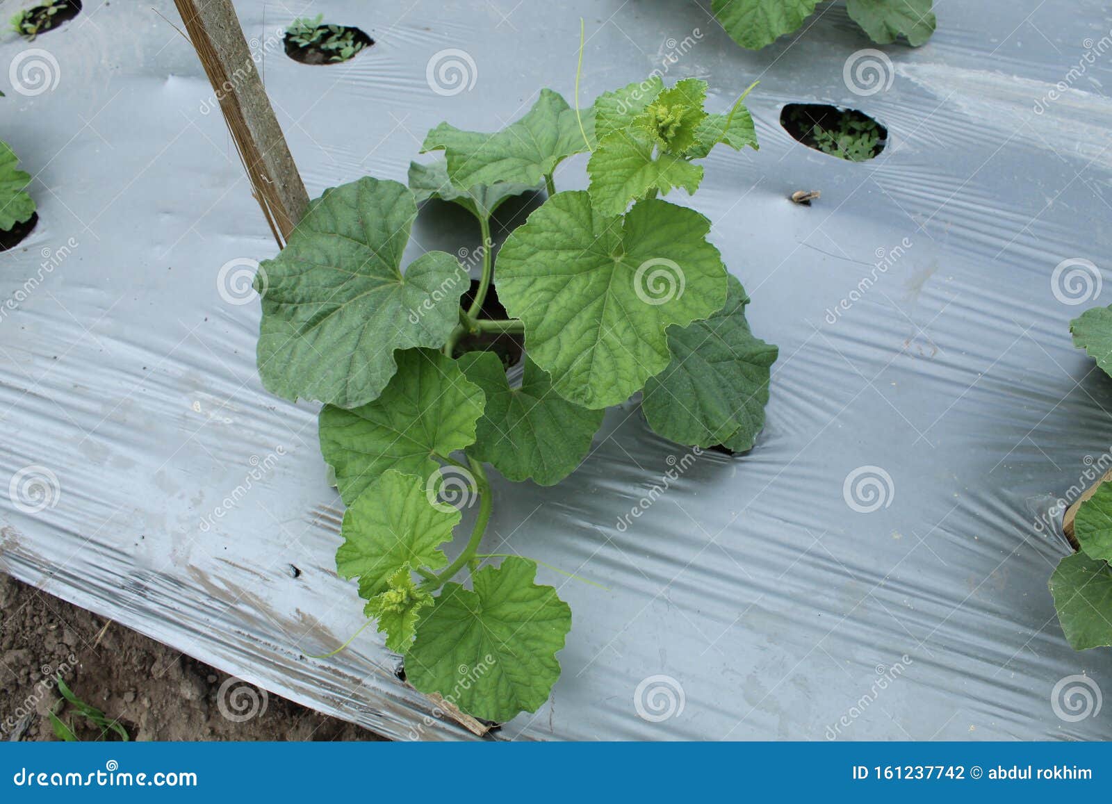 MELON PLANT stock photo. Image of tree, outdoor, melon - 161237742