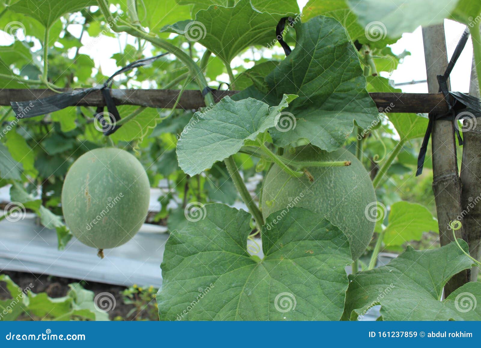MELON PLANT stock image. Image of outdoor, melon, tree - 161237859