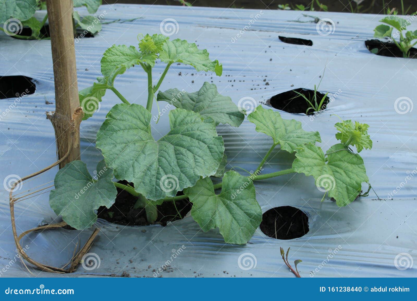 MELON PLANT stock photo. Image of tree, outdoor, melon - 161238440