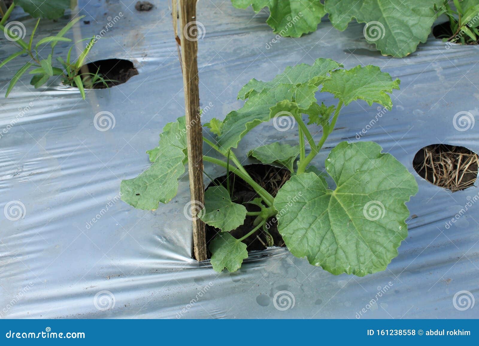 MELON PLANT stock photo. Image of outdoor, nature, green - 161238558
