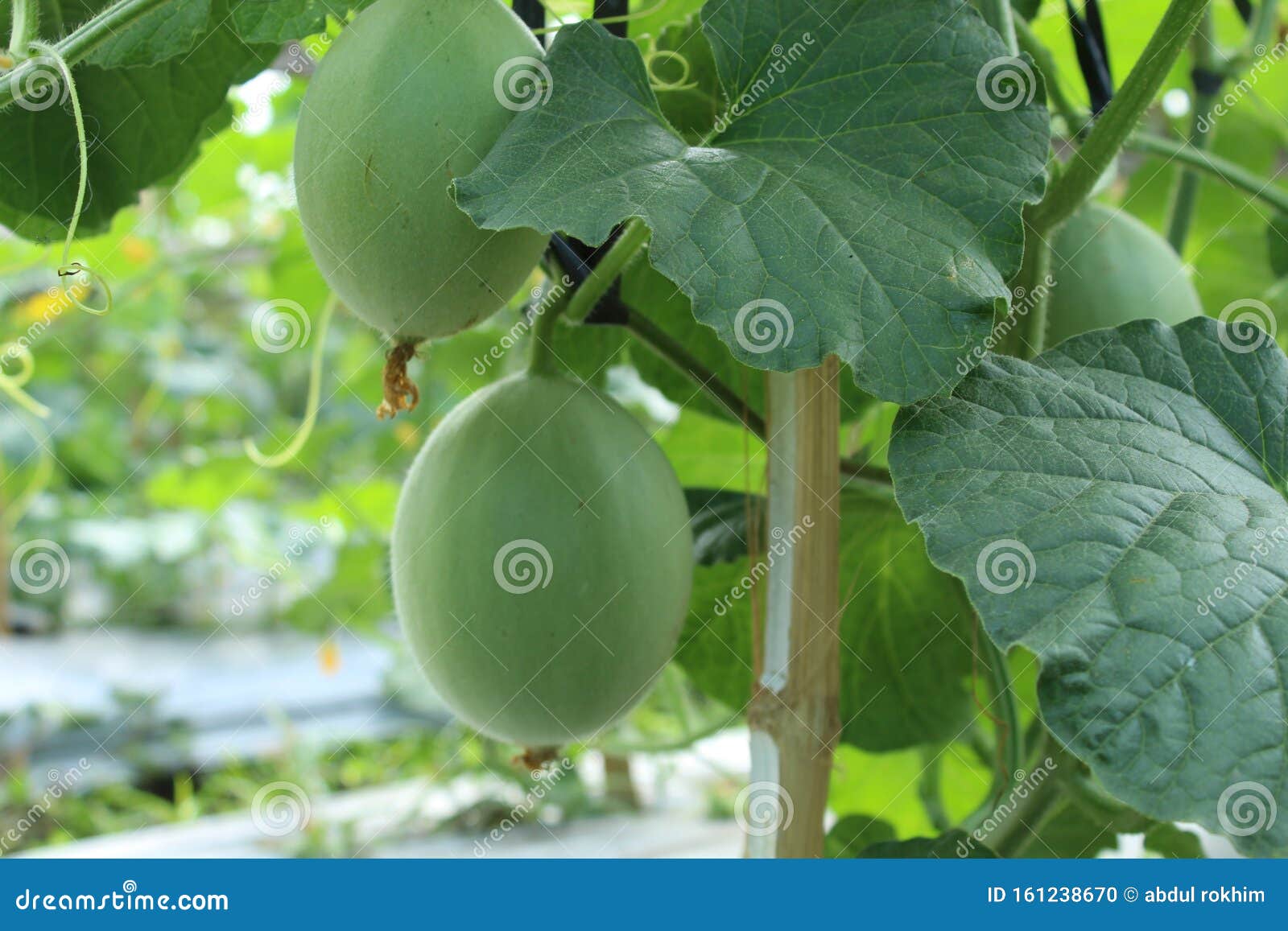MELON PLANT stock photo. Image of green, outdoor, tree - 161238670