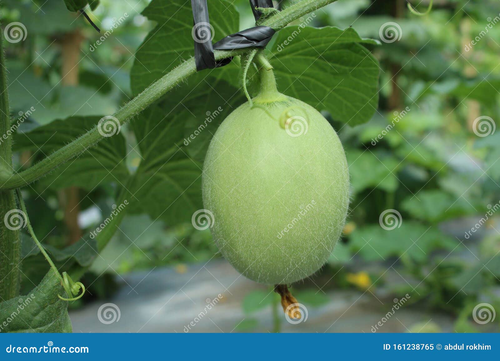 MELON PLANT stock image. Image of tree, green, nature - 161238765