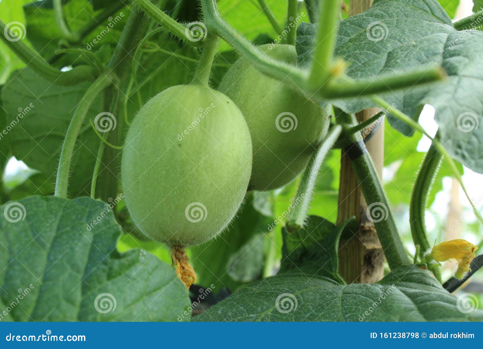 MELON PLANT stock photo. Image of green, tree, outdoor - 161238798