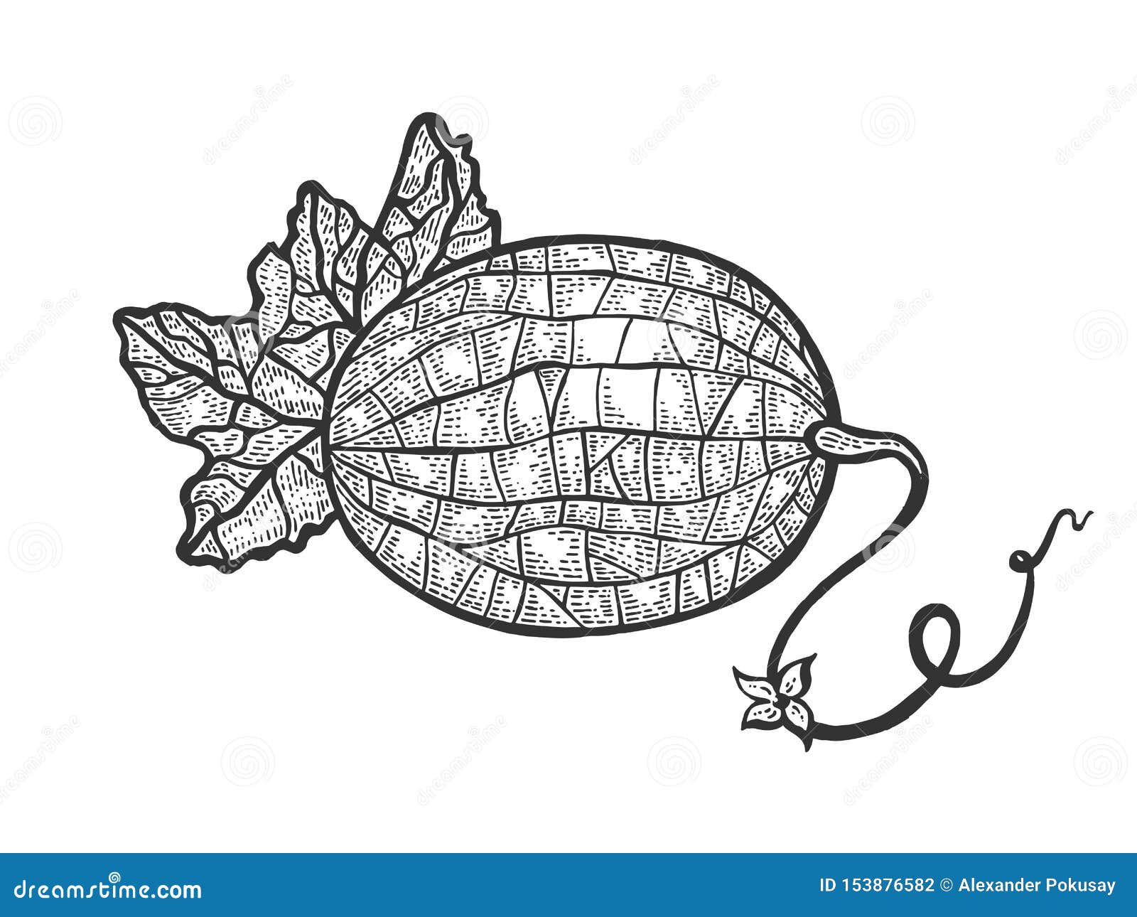 Melon Plant Sketch Engraving Vector Illustration Stock Vector ...