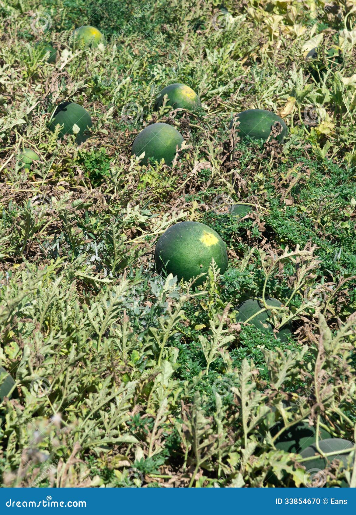 Melon plantation stock photo. Image of watermelon, rural - 33854670