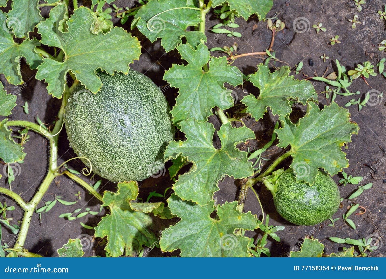 Melon Plants Leaves and Ground. Stock Photo - Image of fingers, farming ...