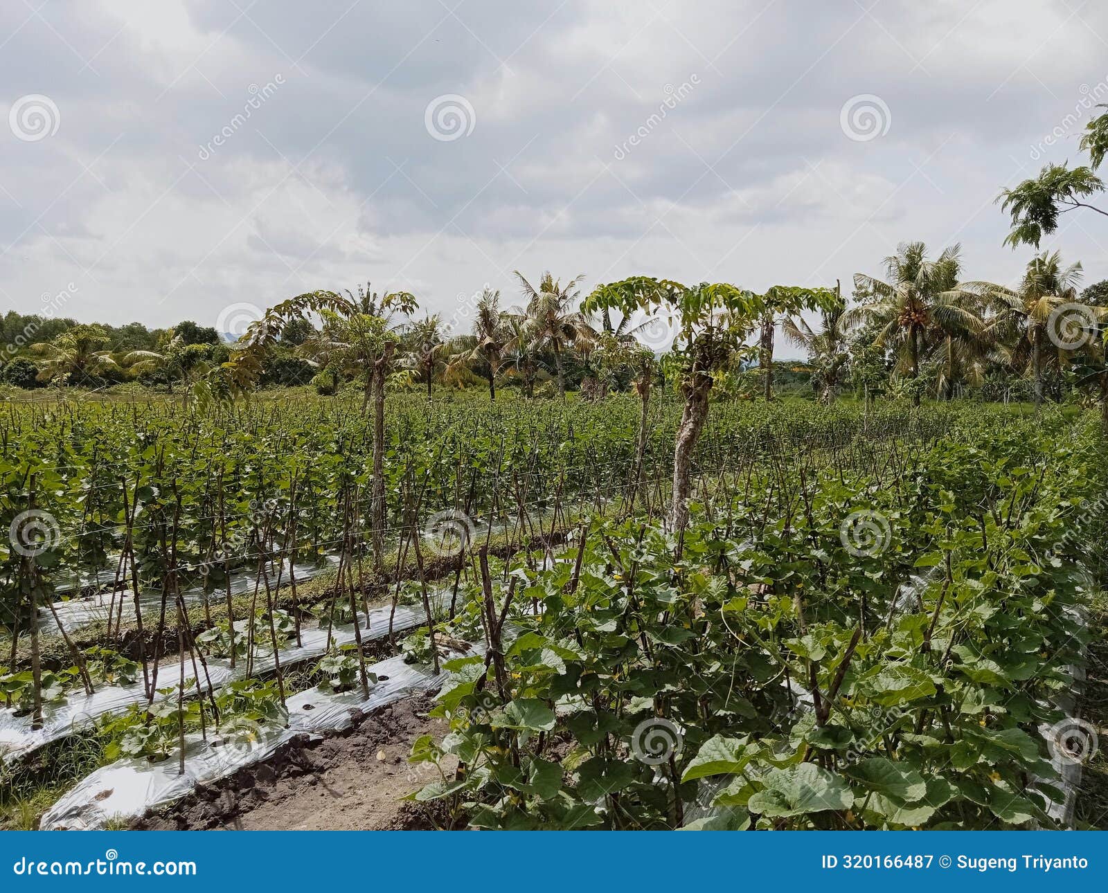 Melon Plants on Mulched Land Supported by Bamboo Sticks Stock Image ...
