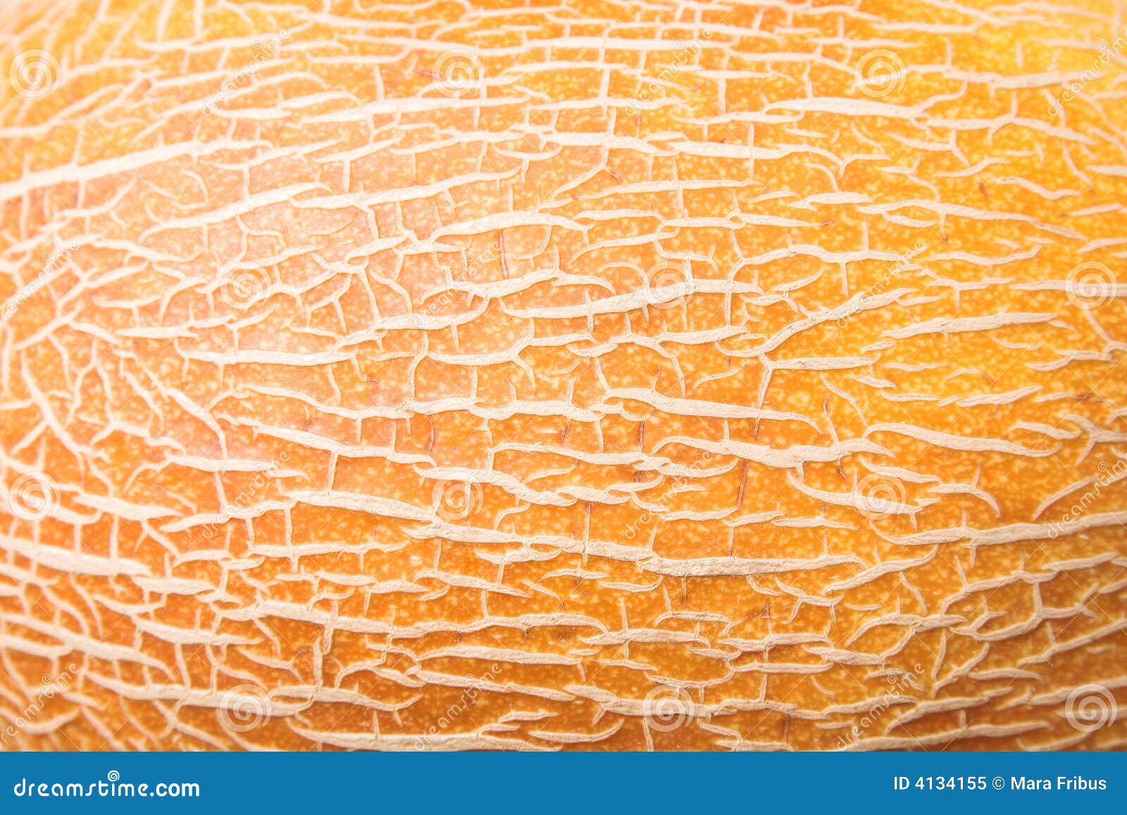 Melon rind texture stock image. Image of closeup, orange - 4134155