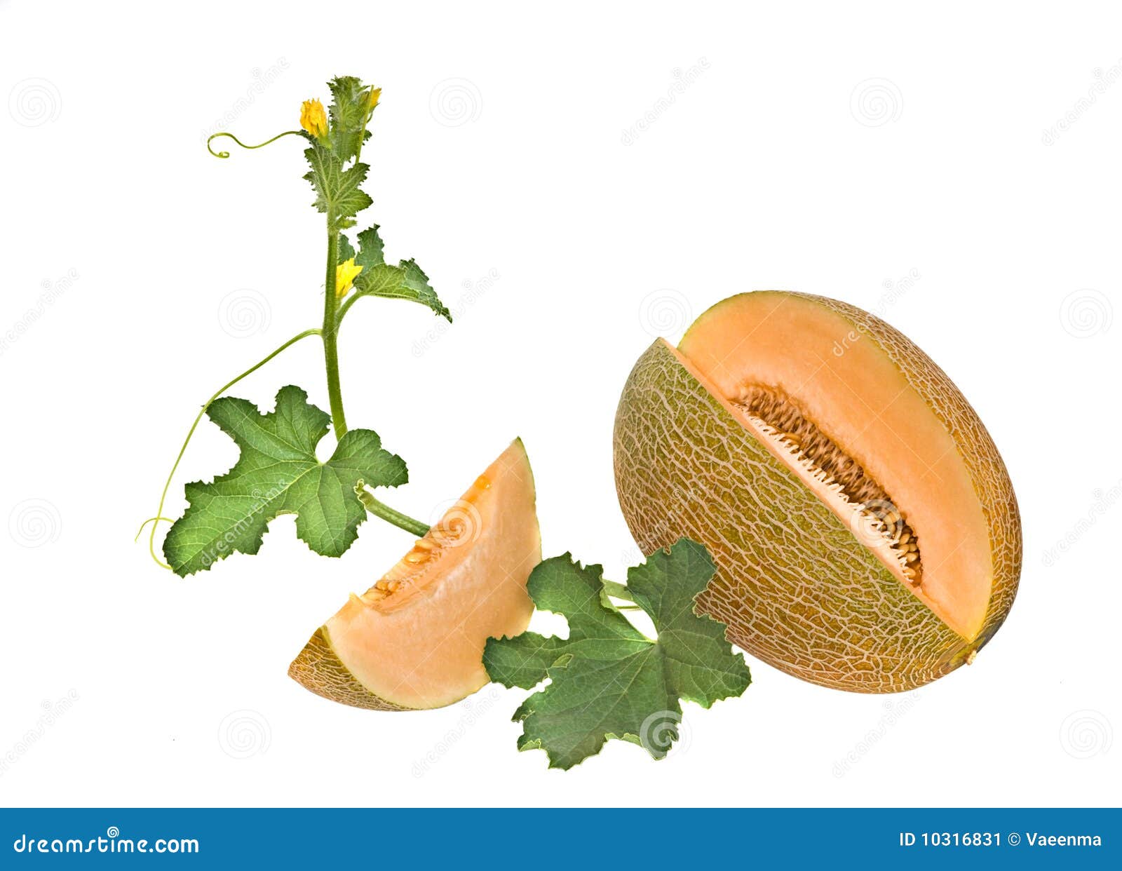 Melon section and segment stock image. Image of muskmelon - 10316831