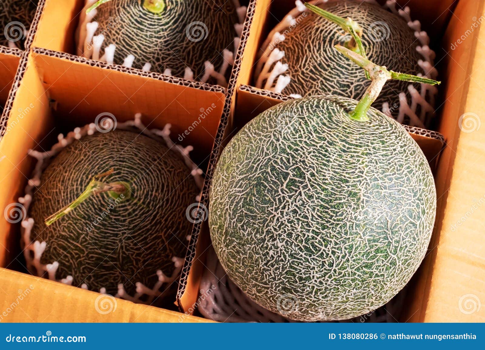 Melon in the Six Pack Boxes the Result is Pretty Big Stock Photo ...