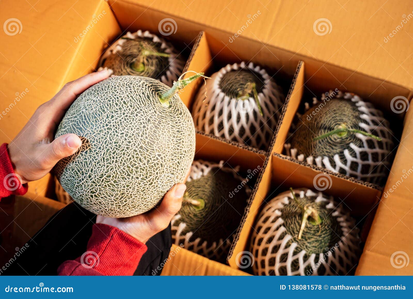 Melon in the Six Pack Boxes the Result is Pretty Big Stock Photo ...