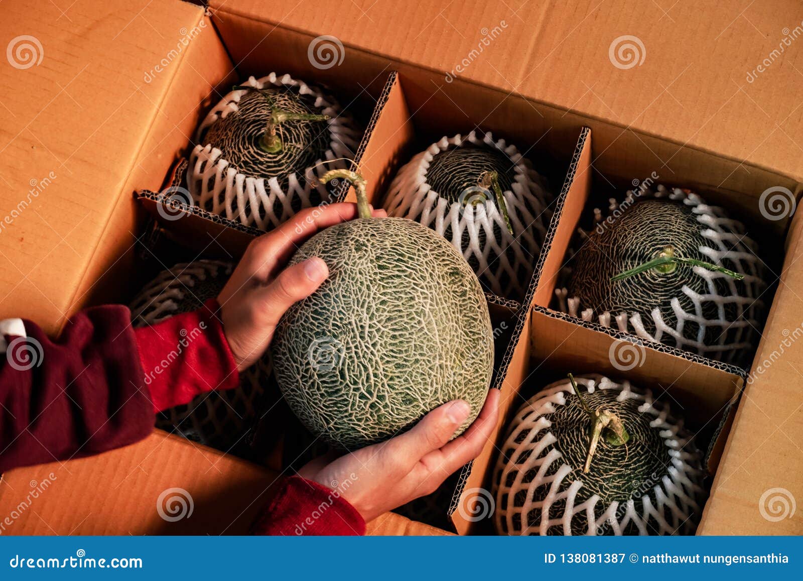 Melon in the Six Pack Boxes the Result is Pretty Big Stock Image ...