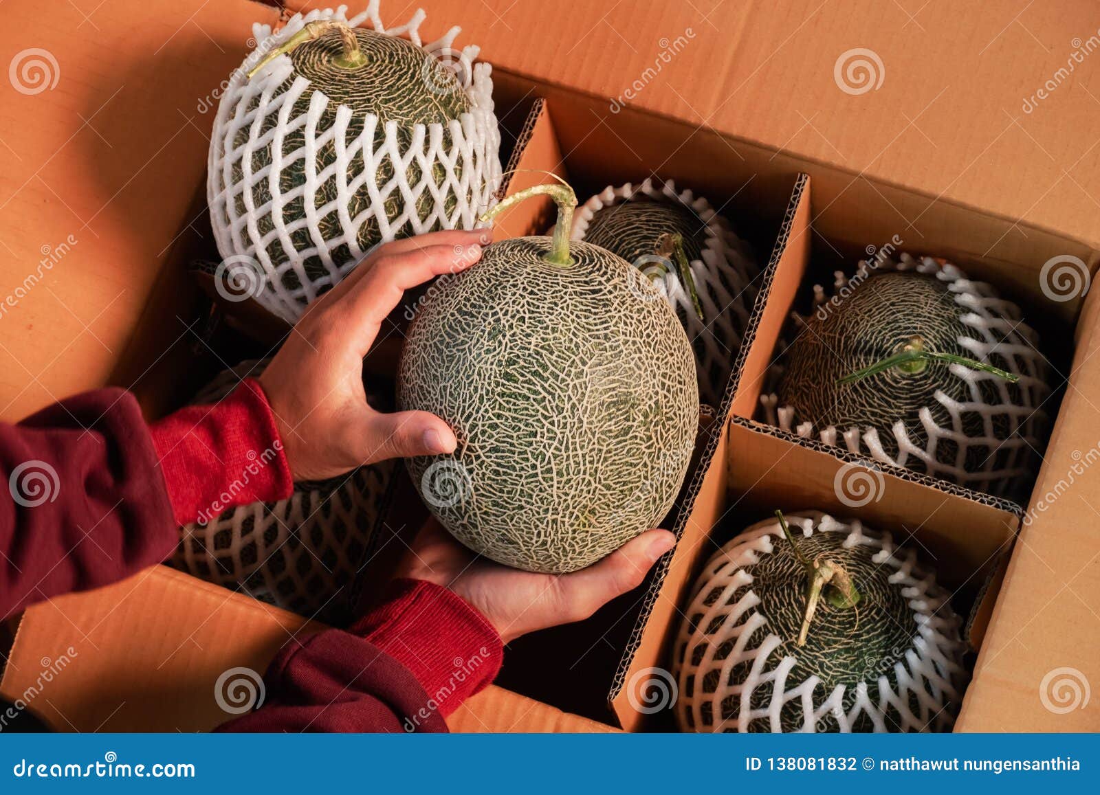 Melon in the Six Pack Boxes the Result is Pretty Big Stock Photo ...