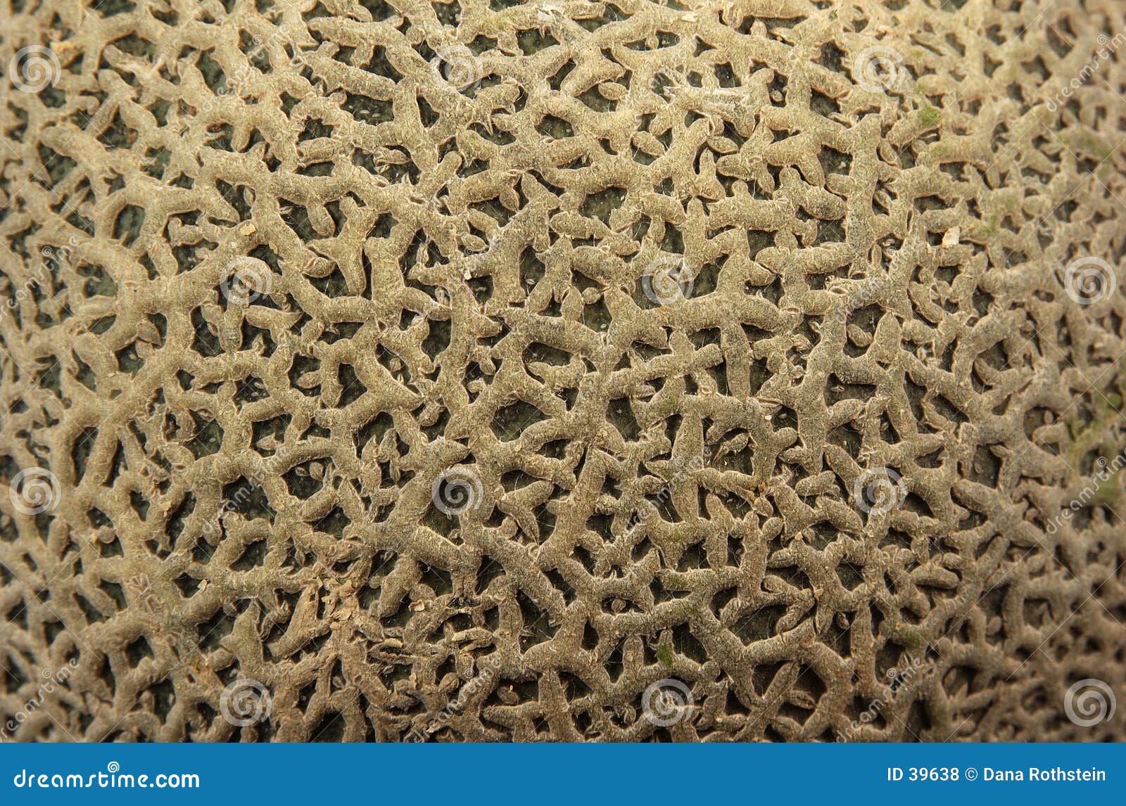Melon Skin stock photo. Image of cantalope, texture, wallpaper - 39638