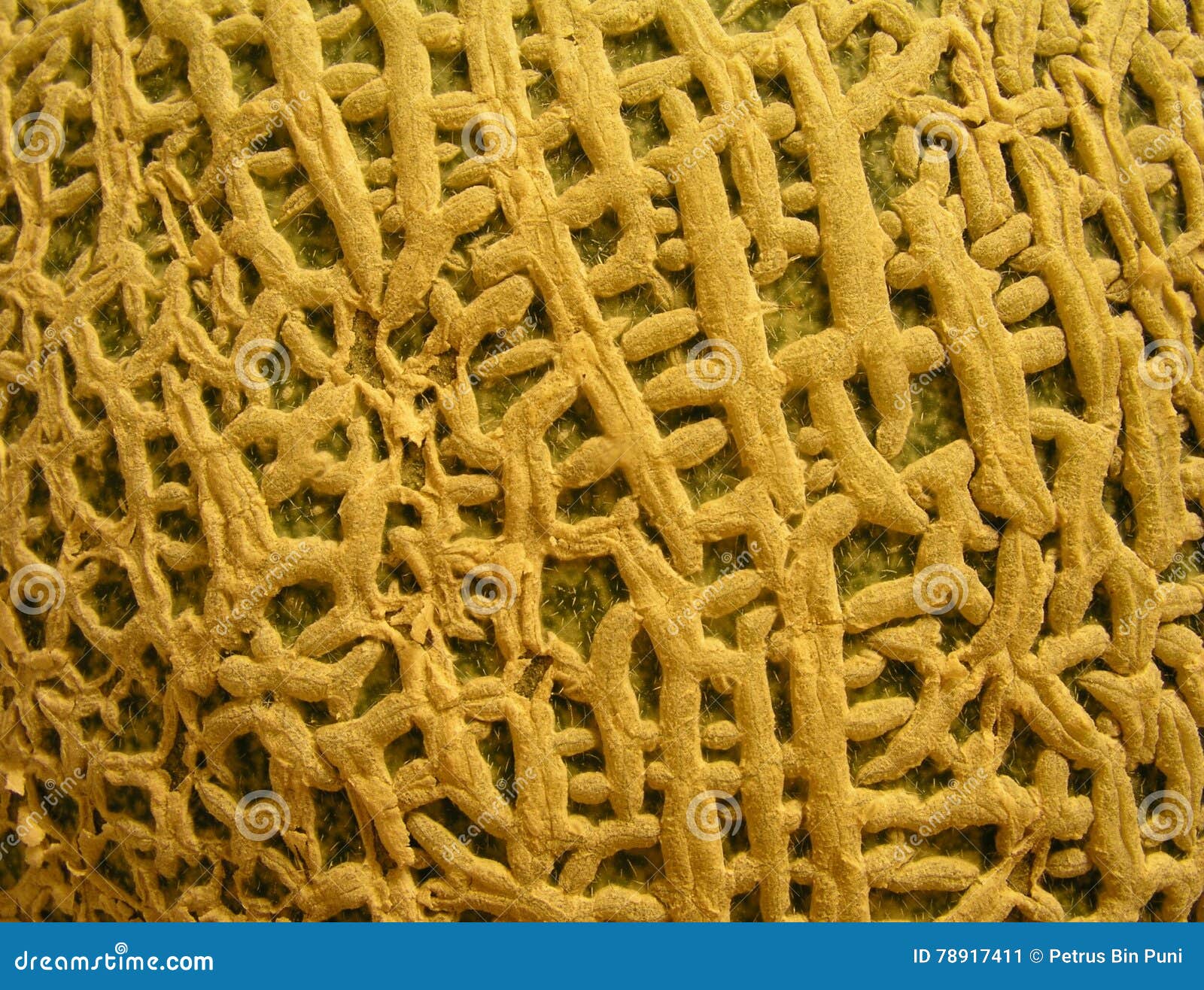 Melon skin stock image. Image of plant, skin, closer - 78917411