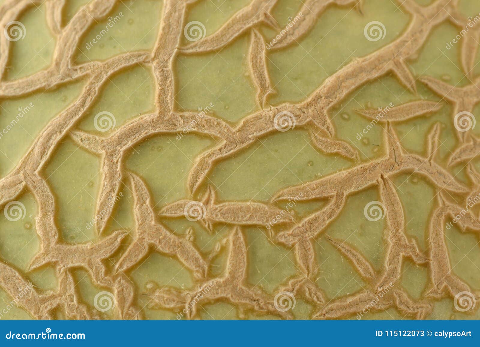 Melon Skin Macro - Texture Background Stock Image - Image of skin ...