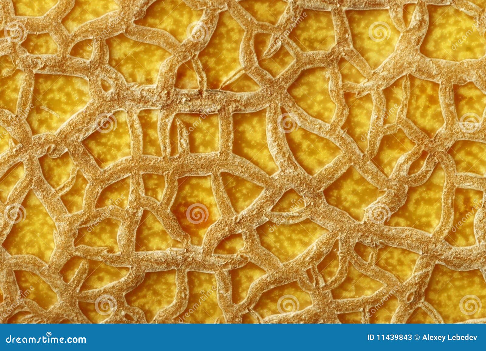 Melon skin texture stock image. Image of macro, gourmet - 11439843
