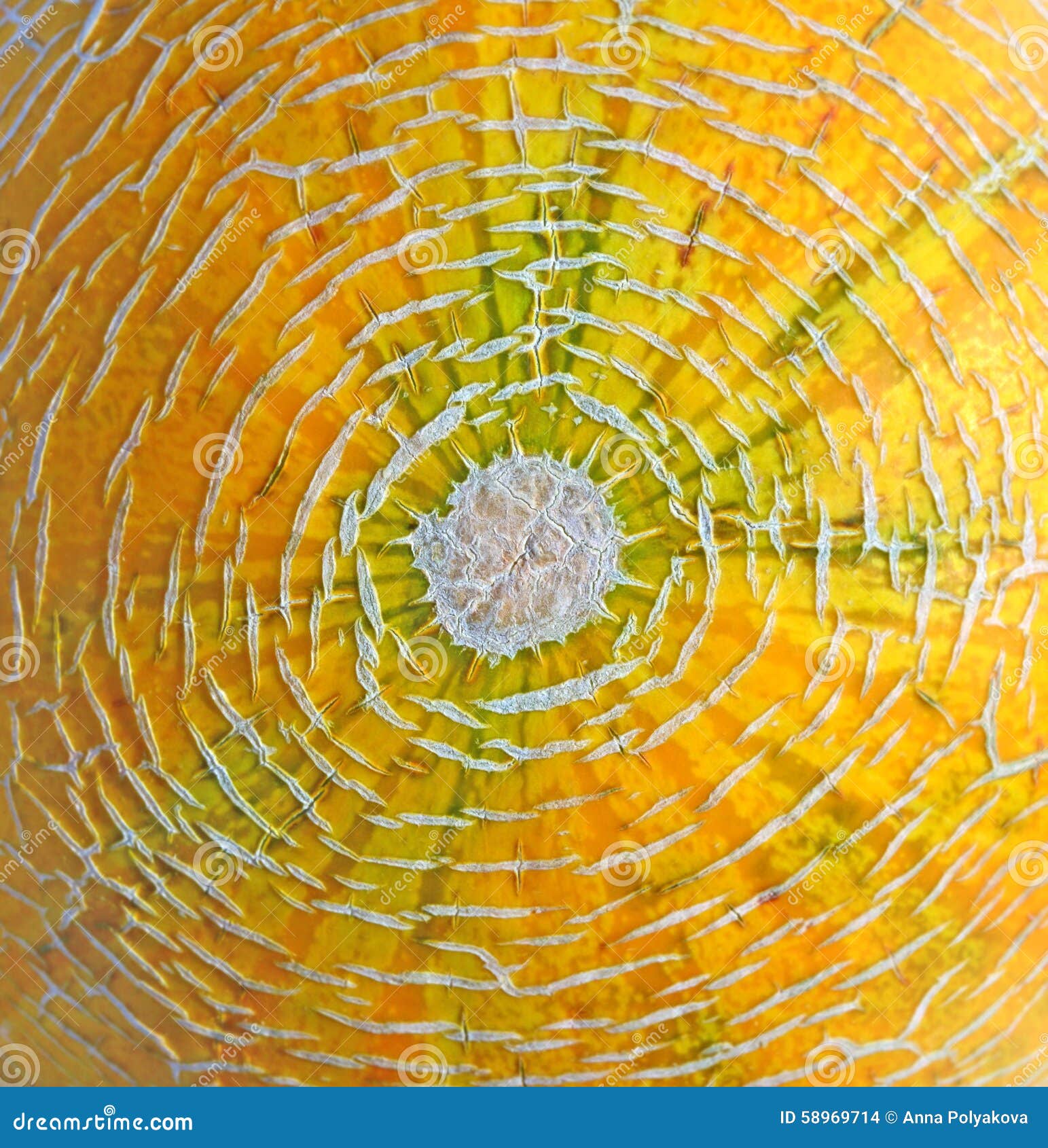 Melon surface fragment stock photo. Image of abstract - 58969714