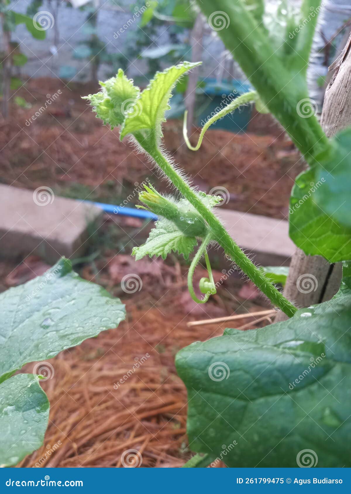Melon Tendrils and Prospective Fruit Poking Shyly Stock Image - Image ...