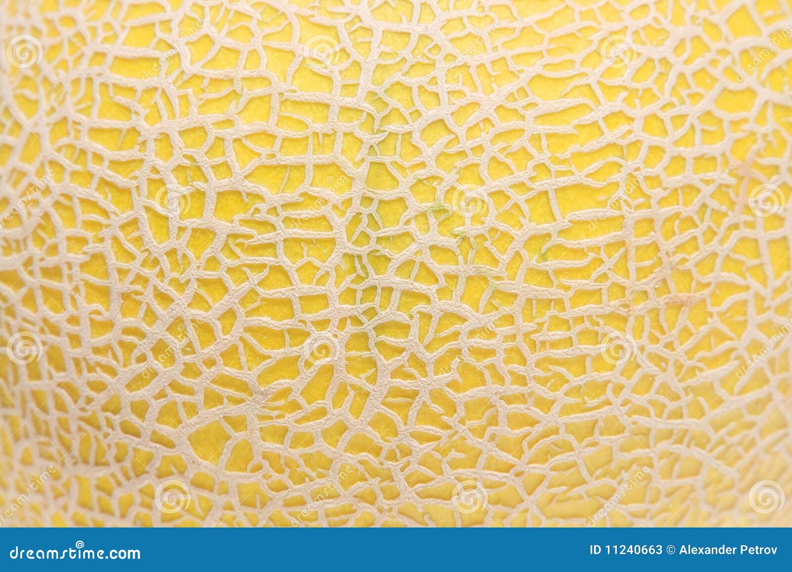 Melon texture stock image. Image of yellow, texture, closeup - 11240663