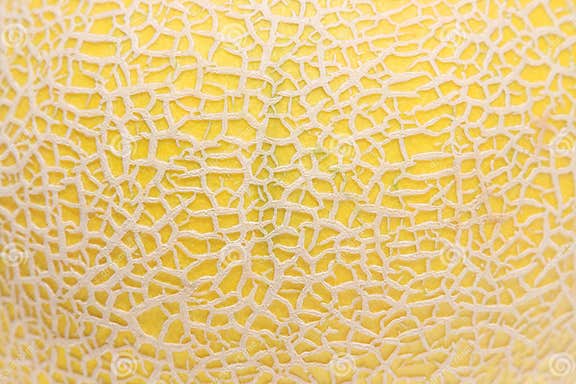 Melon texture stock image. Image of yellow, texture, closeup - 11240663