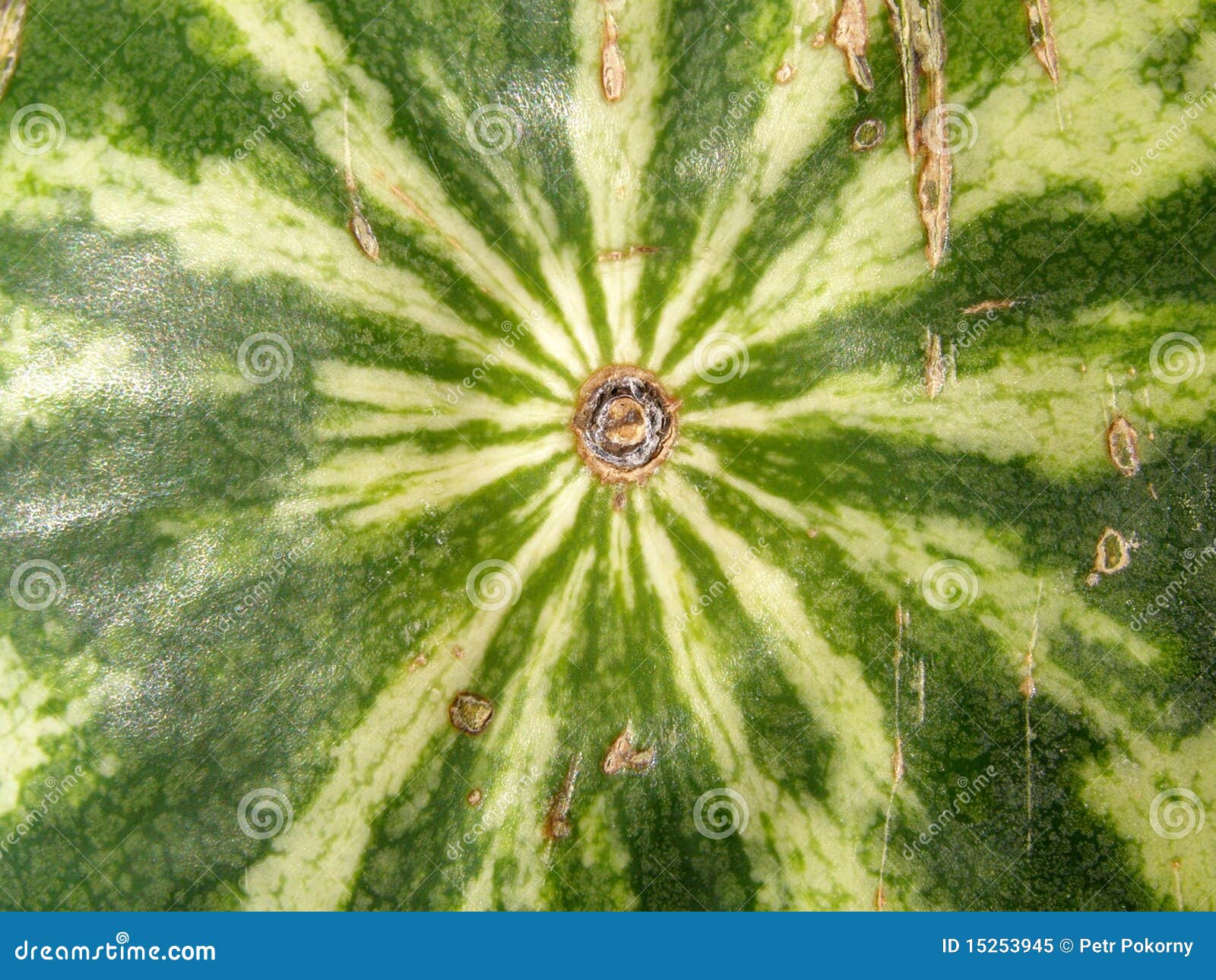 Melon texture stock image. Image of amazing, fantastic - 15253945