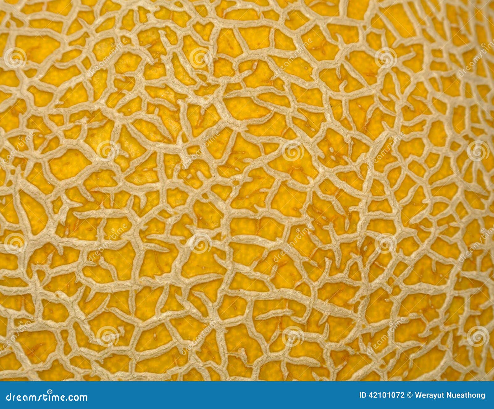 Melon texture stock photo. Image of abstract, muskmelon - 42101072