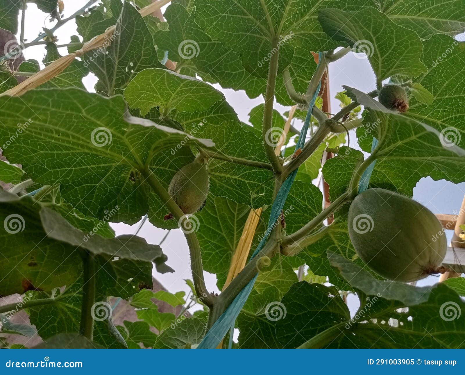 A Melon Tree that Has Started To Bear Fruit. Stock Image - Image of ...