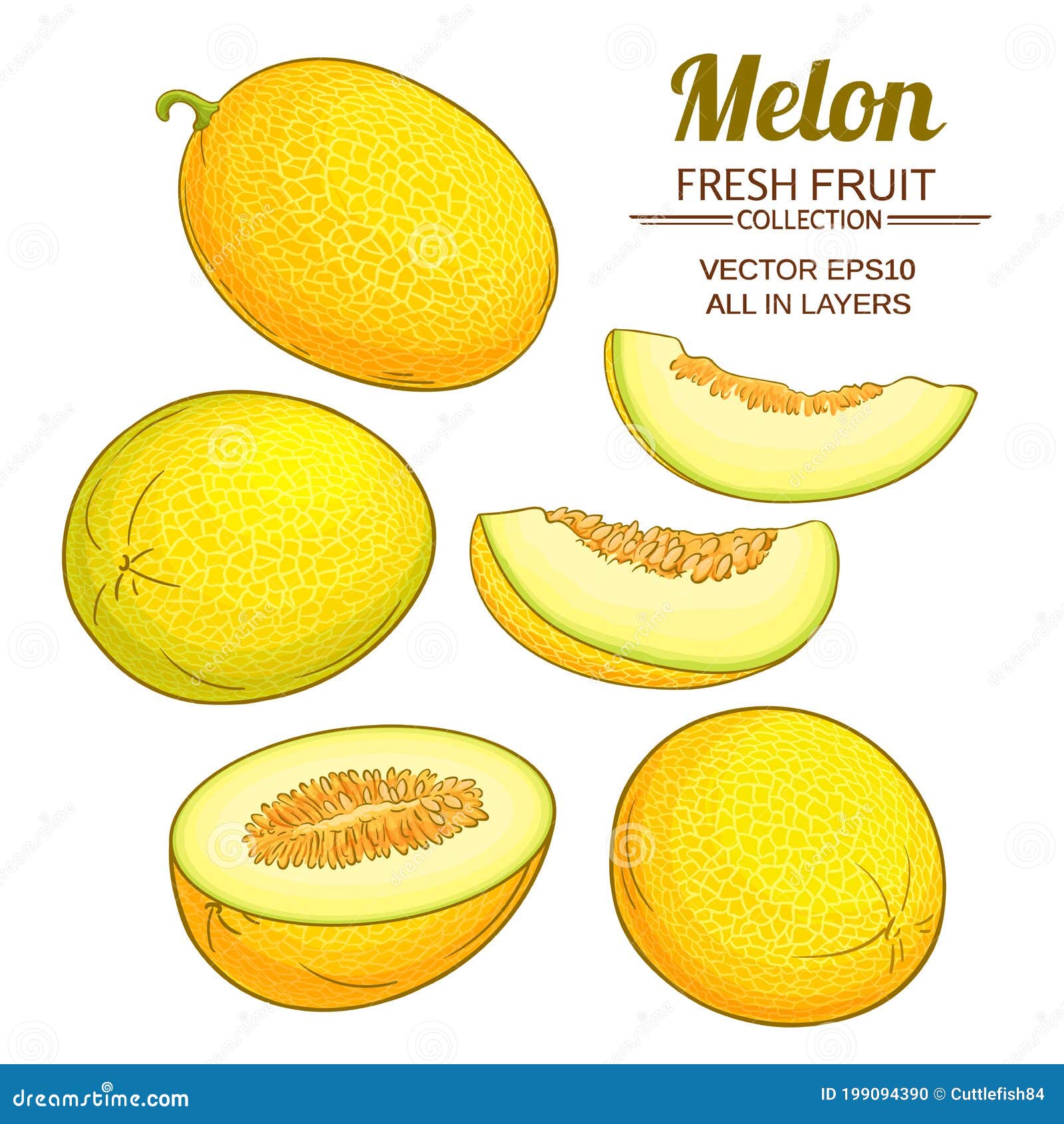 Melon vector set stock vector. Illustration of healthy - 199094390