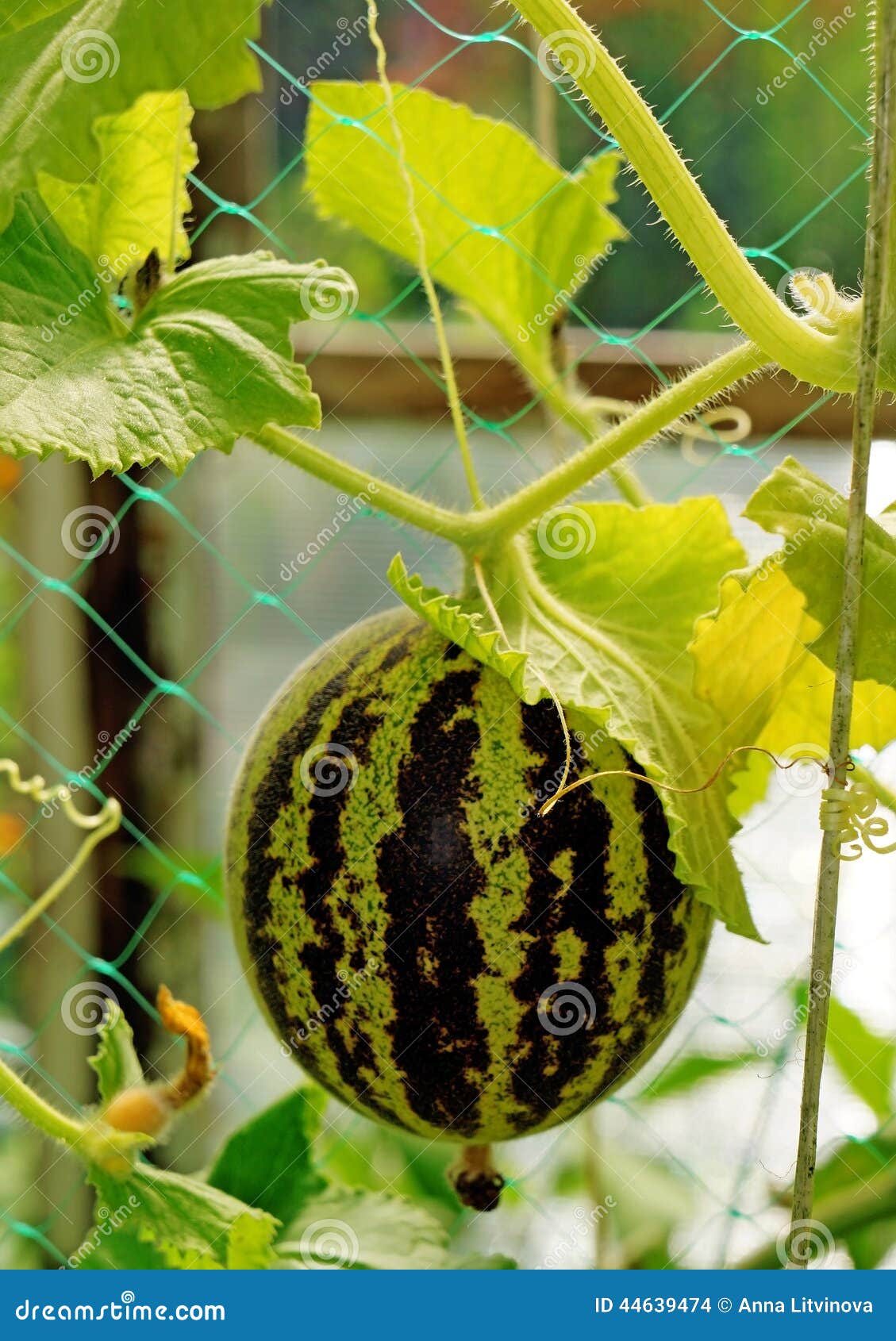 Melon Vietnamese a Miniature Stock Photo - Image of gourds, farm: 44639474