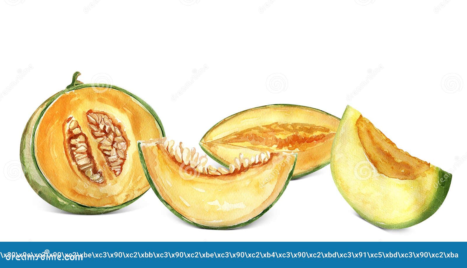 Melon Watercolor Collage of Elements Stock Illustration - Illustration ...