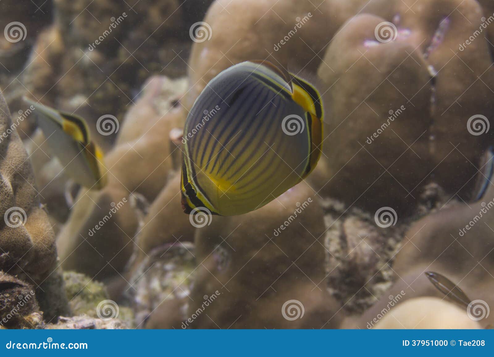 Melone Butterflyfish (Chaetodon-trifasciatus) Stockfoto - Bild von riff ...