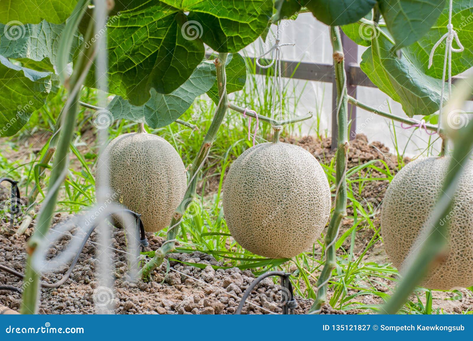 Melone Di Verde Del Giappone in Serra Immagine Stock - Immagine di ...