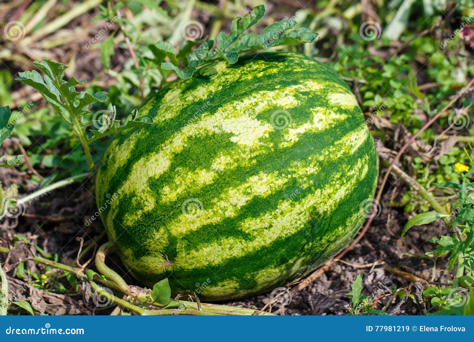 Melonenfeld Mit Reifer Wassermelone Im Sommer Stockbild - Bild von feld ...