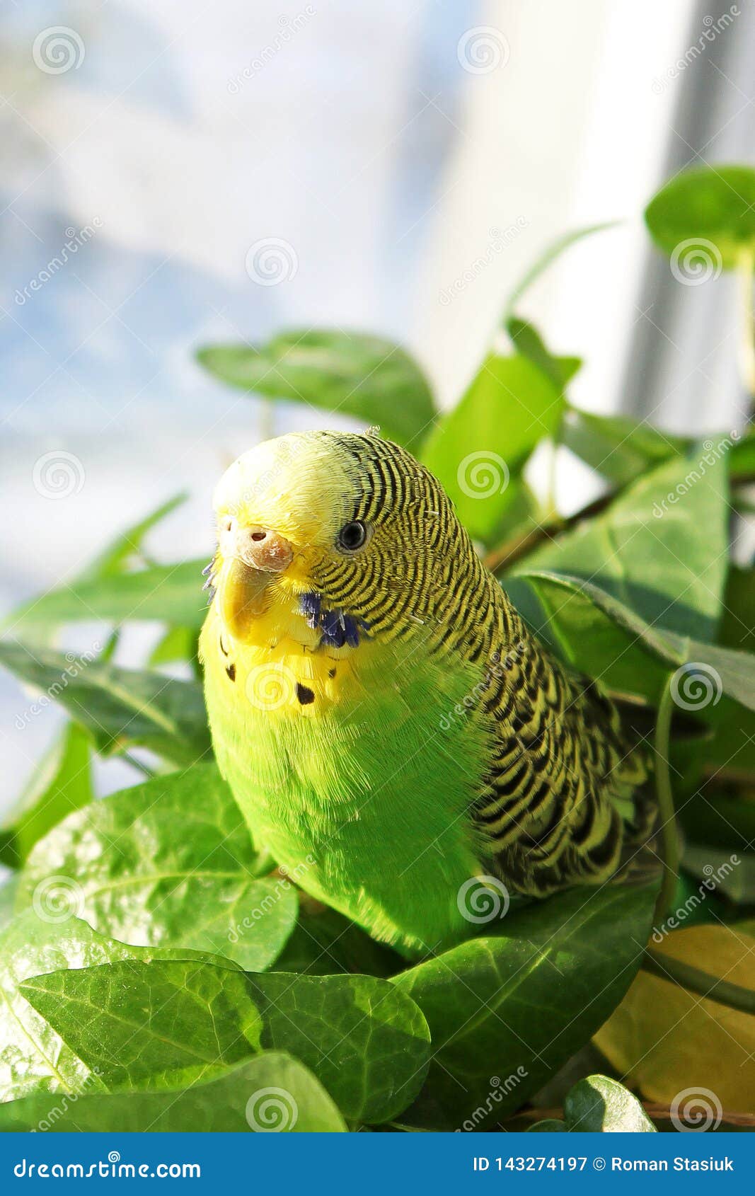 Melopsittacus Undulatus. Green Wavy Parrot. Budgerigar. Stock Image ...