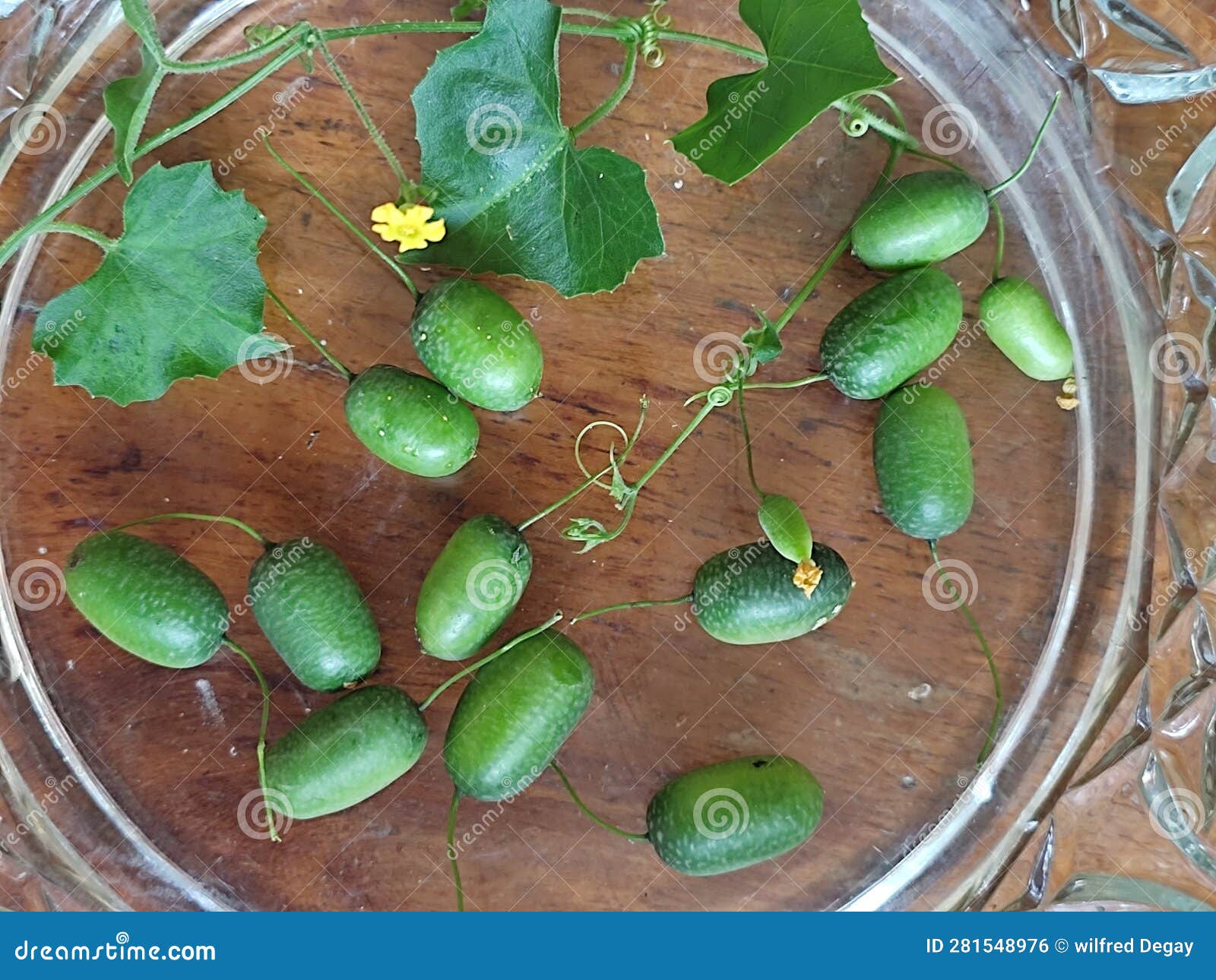 Melothria Pendula or Creeping Cucumber Stock Photo - Image of creeping ...