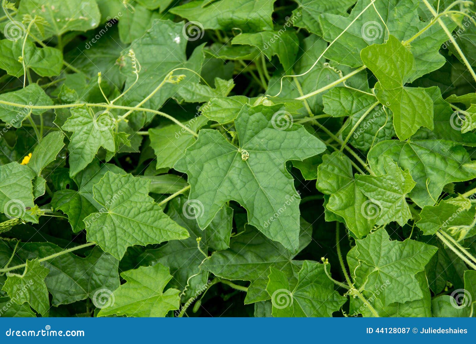Melothria Scabra Aka Cucamelon Stock Image - Image of melon, scabra ...