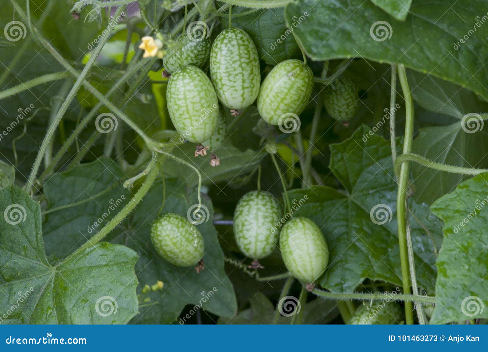 Melothria Scabra, Mouse Melon Stock Image - Image of exotic, freshness ...