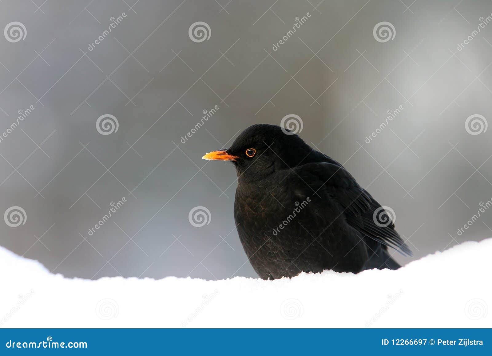 Melro imagem de stock. Imagem de sementes, inverno, selvagem - 12266697