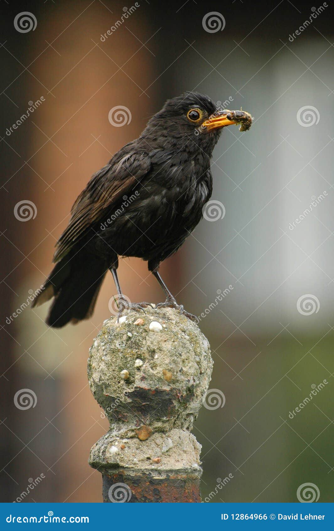 Melro foto de stock. Imagem de alaranjado, olho, melro - 12864966