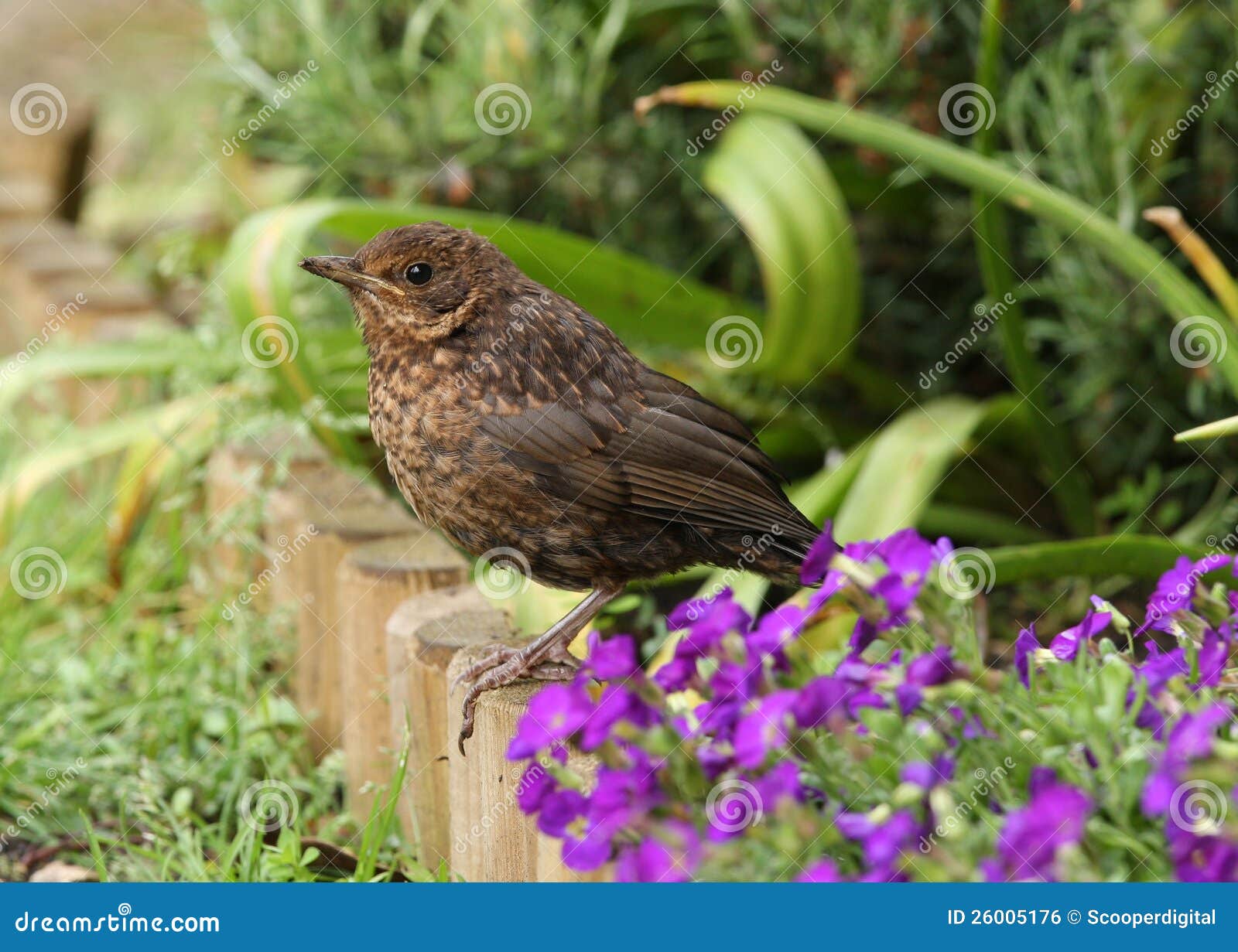 Melro foto de stock. Imagem de preto, wildlife, nave - 26005176