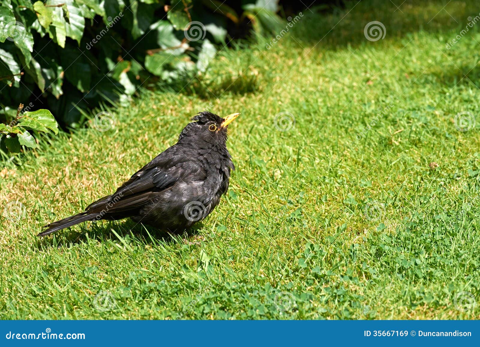 Melro imagem de stock. Imagem de eurasiana, tordo, furiosa - 35667169