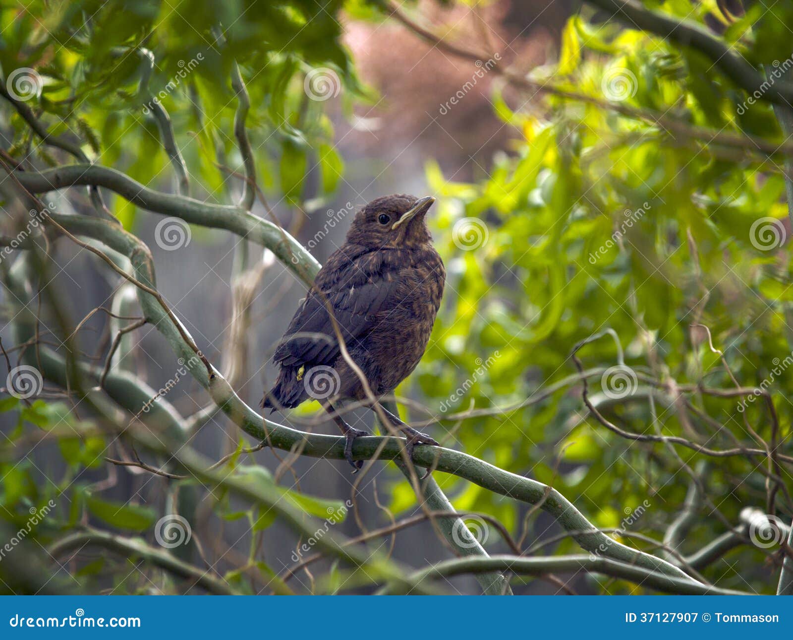 Melro imagem de stock. Imagem de wildlife, animal, melro - 37127907