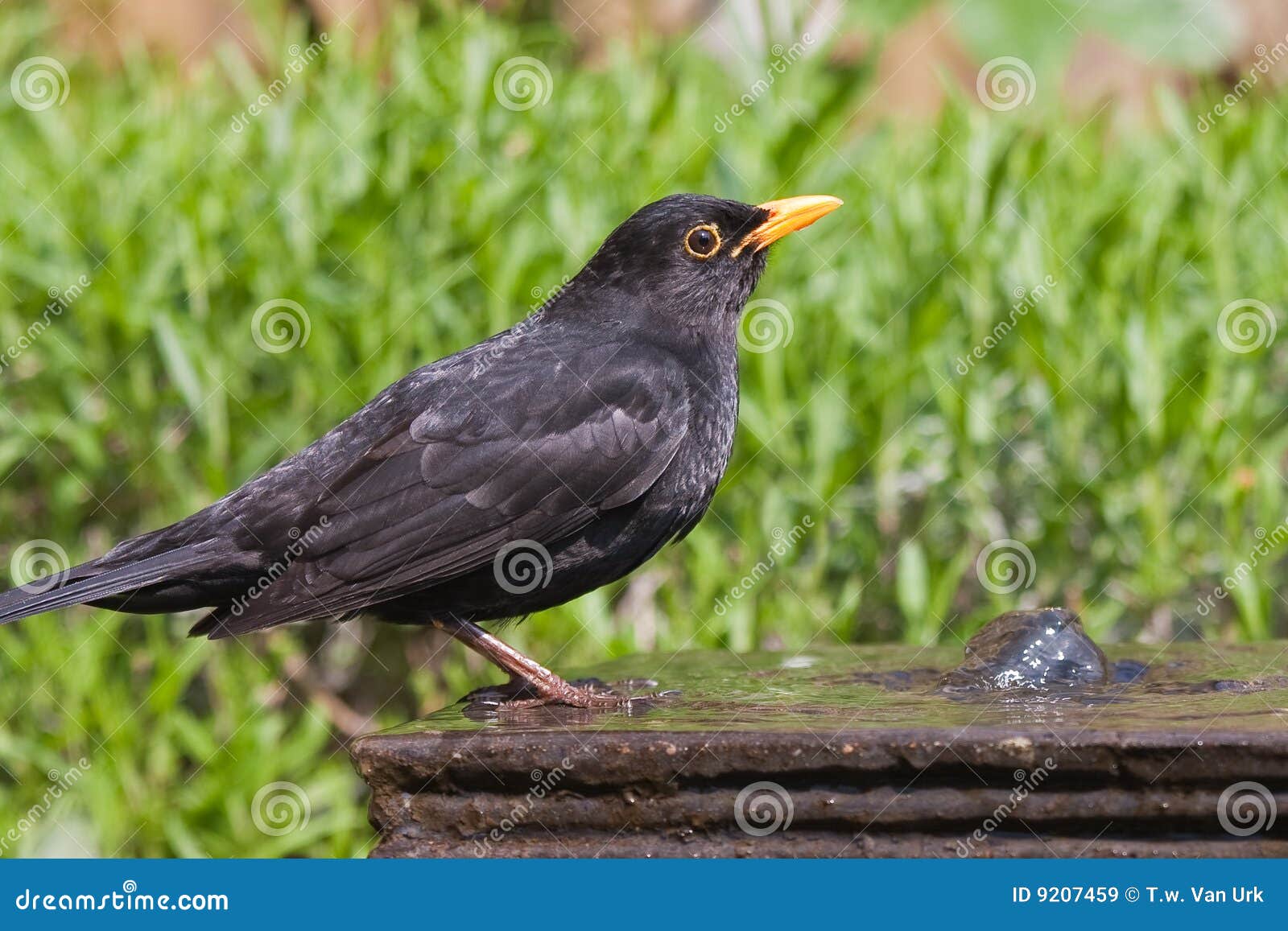Melro imagem de stock. Imagem de refresque, conta, observar - 9207459
