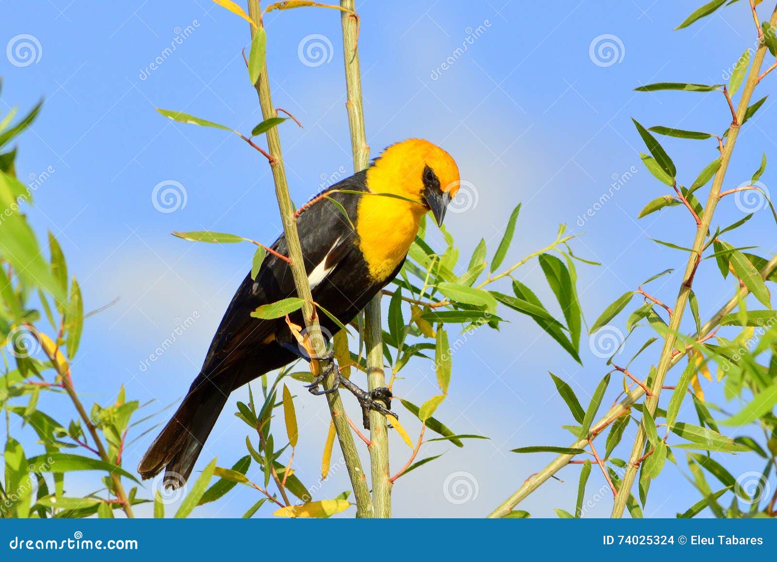 Melro amarelo de Breasted foto de stock. Imagem de melro - 74025324