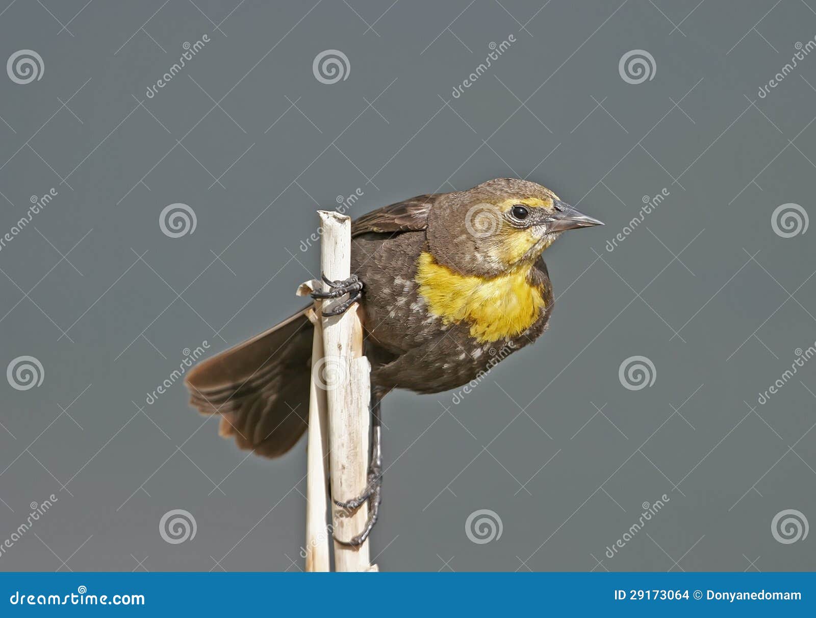 Melro Amarelo-dirigido foto de stock. Imagem de pequeno - 29173064