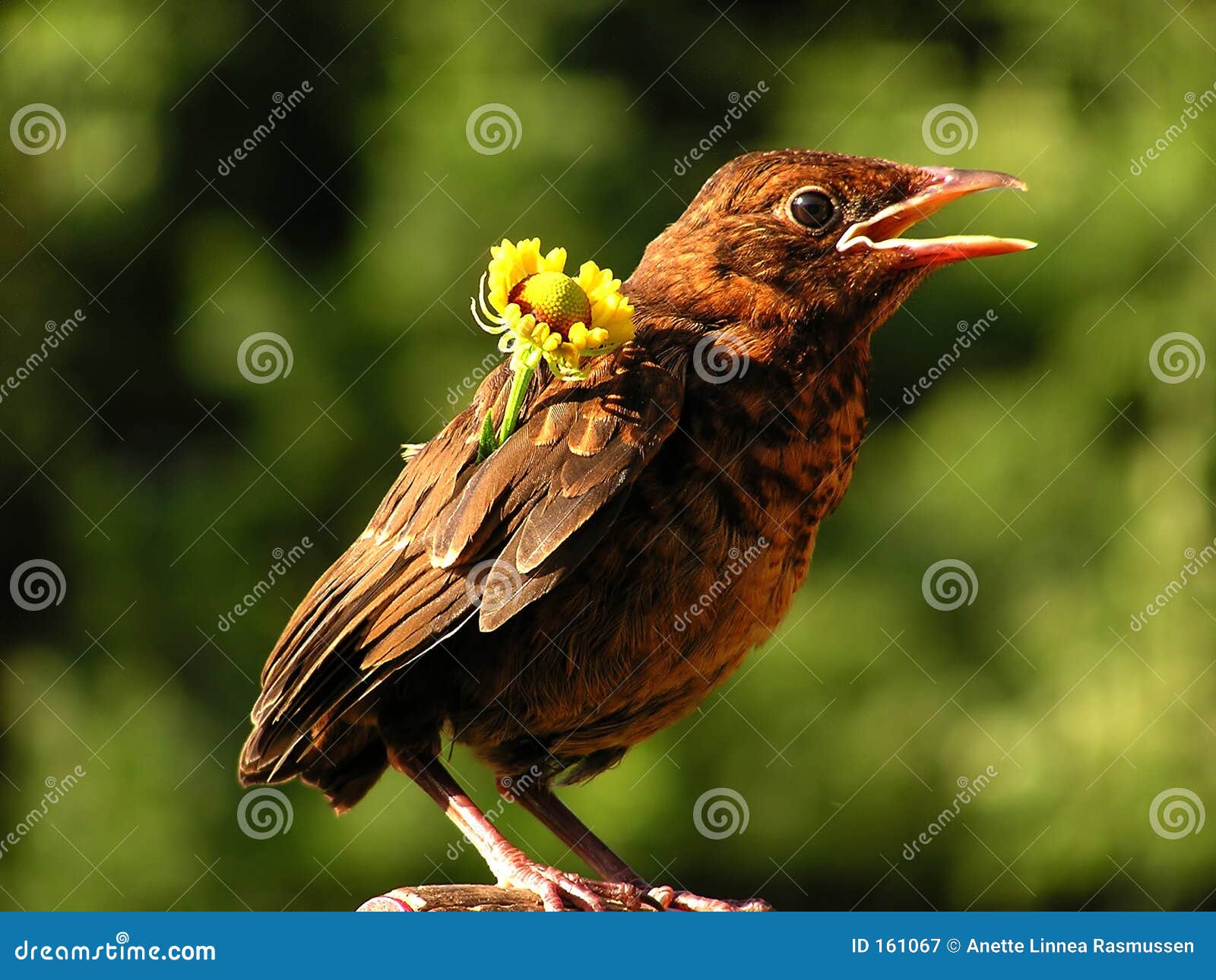 Melro com flor imagem de stock. Imagem de passarinho, animal - 161067